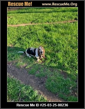 - Mississippi Dog Rescue - ADOPTIONS - Rescue Me!