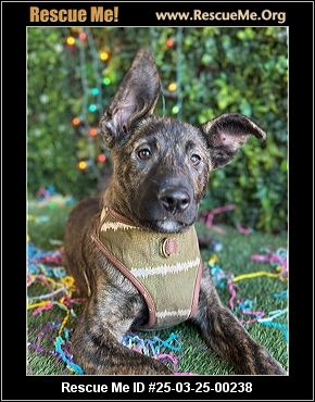 - California Dog Rescue - ADOPTIONS - Rescue Me!