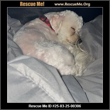 - Michigan Maltese Rescue - ADOPTIONS - Rescue Me!