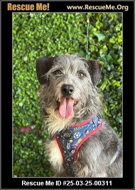- California Border Terrier Rescue - ADOPTIONS - Rescue Me!