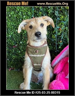 - California Border Terrier Rescue - ADOPTIONS - Rescue Me!