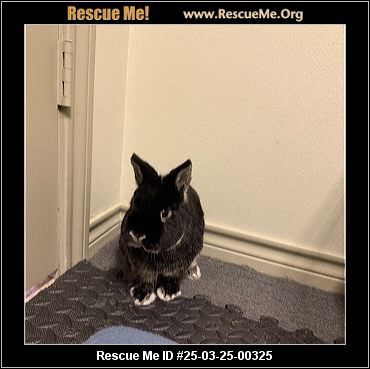 - Texas Rabbit Rescue - ADOPTIONS - Rescue Me!
