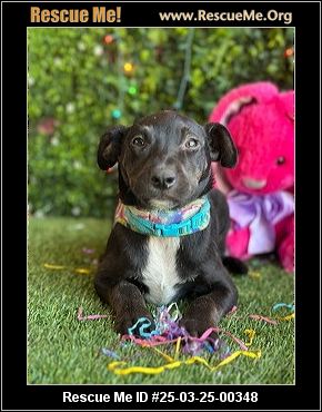 - California Dog Rescue - ADOPTIONS - Rescue Me!