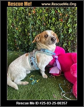 - California Corgi Rescue - ADOPTIONS - Rescue Me!