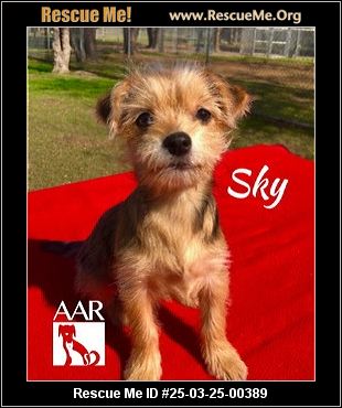 - Texas Yorkie Rescue - ADOPTIONS - Rescue Me!