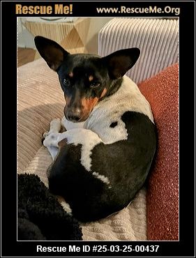 - North Carolina Dog Rescue - ADOPTIONS - Rescue Me!