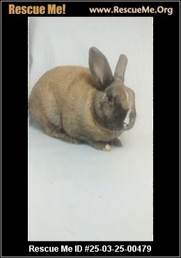 - California Rabbit Rescue - ADOPTIONS - Rescue Me!