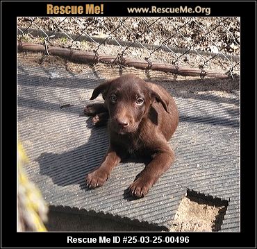 - Ohio Chihuahua Rescue - ADOPTIONS - Rescue Me!