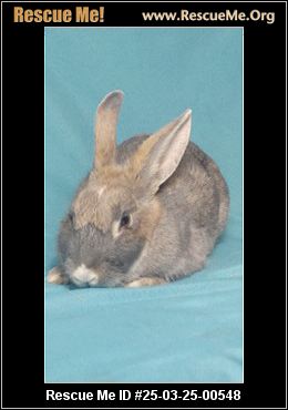 - California Rabbit Rescue - ADOPTIONS - Rescue Me!