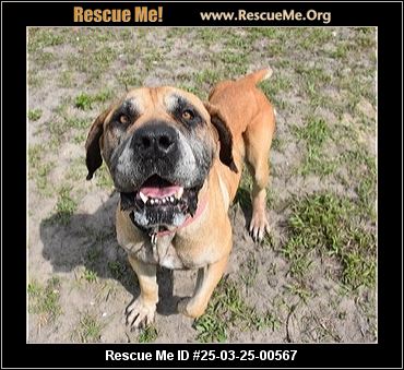 - Florida Dog Rescue - ADOPTIONS - Rescue Me!