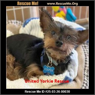 - Texas Yorkie Rescue - ADOPTIONS - Rescue Me!