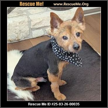 - Texas Yorkie Rescue - ADOPTIONS - Rescue Me!