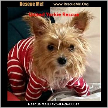 - Texas Yorkie Rescue - ADOPTIONS - Rescue Me!