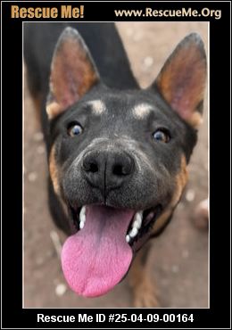 - New Mexico Dog Rescue - ADOPTIONS - Rescue Me!