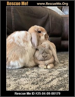 - Texas Rabbit Rescue - ADOPTIONS - Rescue Me!
