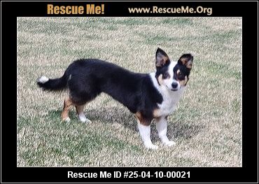 - Colorado Corgi Rescue - ADOPTIONS - Rescue Me!