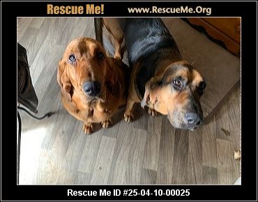 - Texas Bloodhound Rescue - ADOPTIONS - Rescue Me!