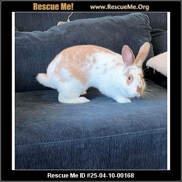 - Illinois Rabbit Rescue - ADOPTIONS - Rescue Me!
