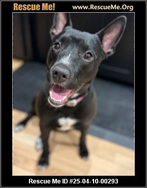 - California Basenji Rescue - ADOPTIONS - Rescue Me!