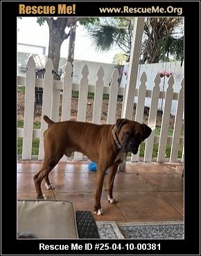 - Florida Boxer Rescue - ADOPTIONS - Rescue Me!