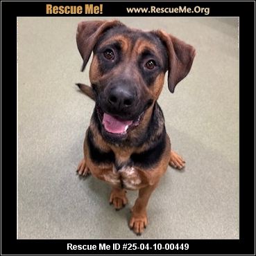 - California Rhodesian Ridgeback Rescue - ADOPTIONS - Rescue Me!