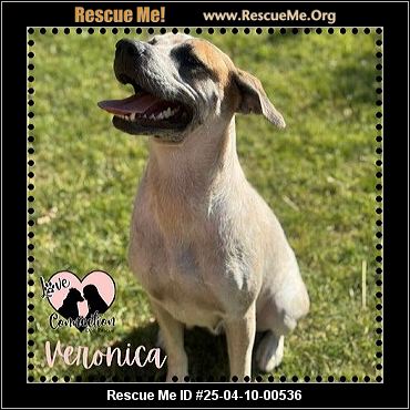- Arizona Dog Rescue - ADOPTIONS - Rescue Me!