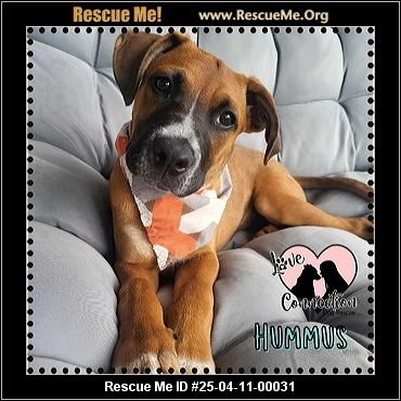 - Arizona Boxer Rescue - ADOPTIONS - Rescue Me!