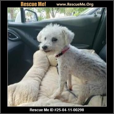 - Florida Maltese Rescue - ADOPTIONS - Rescue Me!