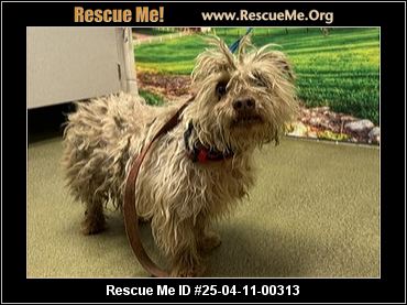 - California Dog Rescue - ADOPTIONS - Rescue Me!