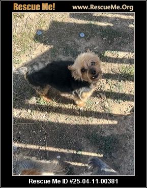 - Texas Yorkie Rescue - ADOPTIONS - Rescue Me!