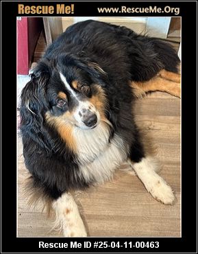 - Oregon Australian Shepherd Rescue - ADOPTIONS - Rescue Me!