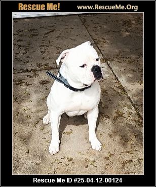 - California American Bulldog Rescue - ADOPTIONS - Rescue Me!
