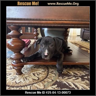 - West Virginia Dog Rescue - ADOPTIONS - Rescue Me!