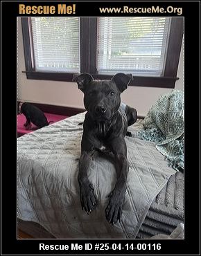 - Rhode Island Dog Rescue - ADOPTIONS - Rescue Me!