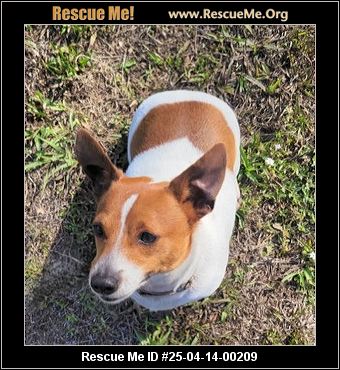 - Florida Jack Russell Rescue - ADOPTIONS - Rescue Me!