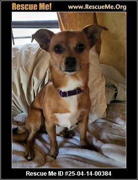 - Rhode Island Dog Rescue - ADOPTIONS - Rescue Me!