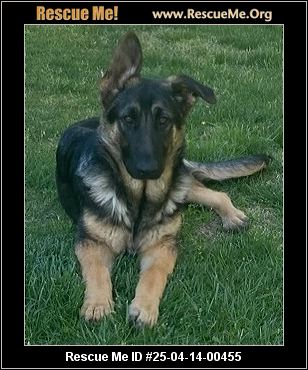 - Maryland German Shepherd Rescue - ADOPTIONS - Rescue Me!