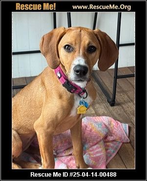 - Massachusetts Dog Rescue - ADOPTIONS - Rescue Me!