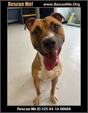 - New York Dog Rescue - ADOPTIONS - Rescue Me!