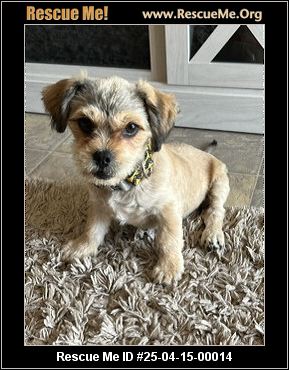 - California Yorkie Rescue - ADOPTIONS - Rescue Me!