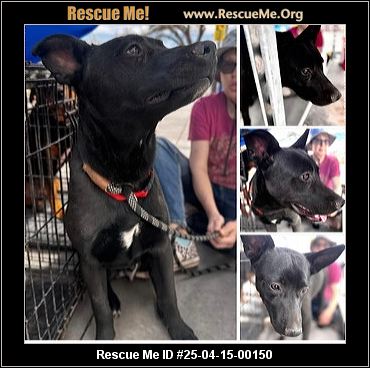 - New Mexico Dog Rescue - ADOPTIONS - Rescue Me!