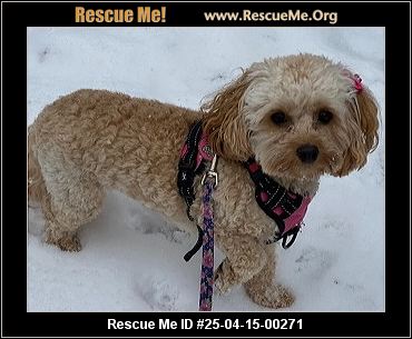 - Pennsylvania Cockapoo Rescue - ADOPTIONS - Rescue Me!