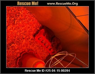 - Pennsylvania Pet Bird Rescue - ADOPTIONS - Rescue Me!
