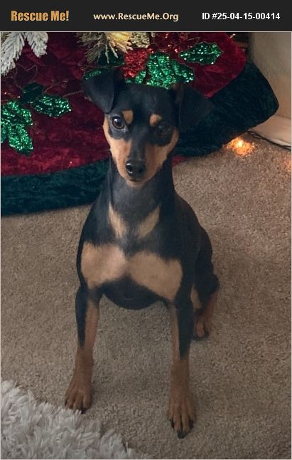 ADOPT 25041500414 ~ Miniature Pinscher Rescue ~ Beaverton, OR