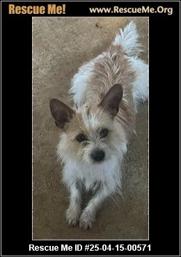 Texas Yorkie Rescue Adoptions Rescue Me
