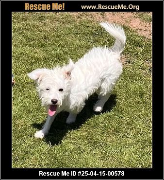 - Texas Schnauzer Rescue - ADOPTIONS - Rescue Me!