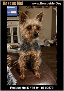 - Texas Yorkie Rescue - ADOPTIONS - Rescue Me!
