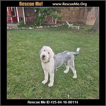 - Colorado Dog Rescue - ADOPTIONS - Rescue Me!