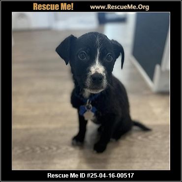 - Ohio Golden Retriever Rescue - ADOPTIONS - Rescue Me!