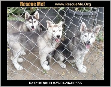 - California Siberian Husky Rescue - ADOPTIONS - Rescue Me!